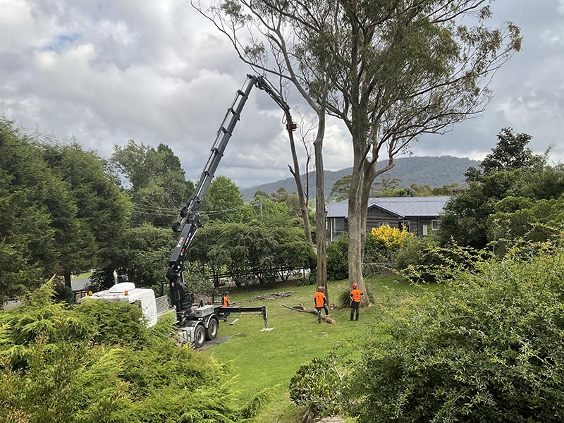 Tree Removal