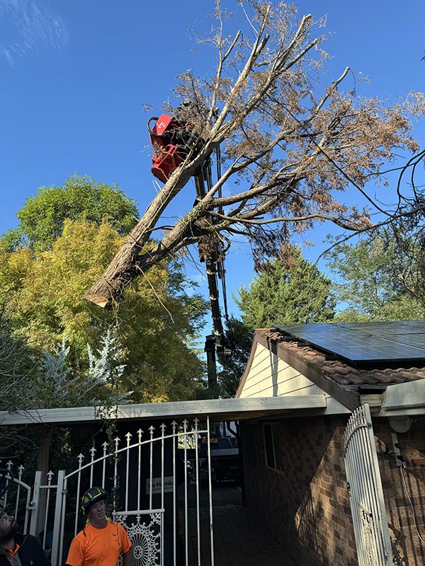 Tree Removal Burrawang